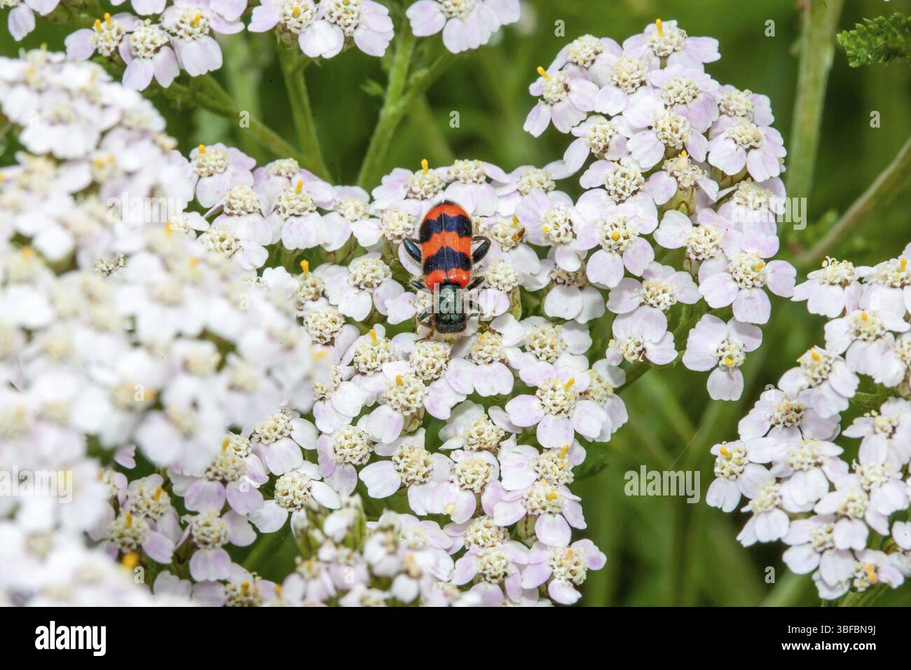 Bee beetle (Trichodes apiarius Stock Photo - Alamy