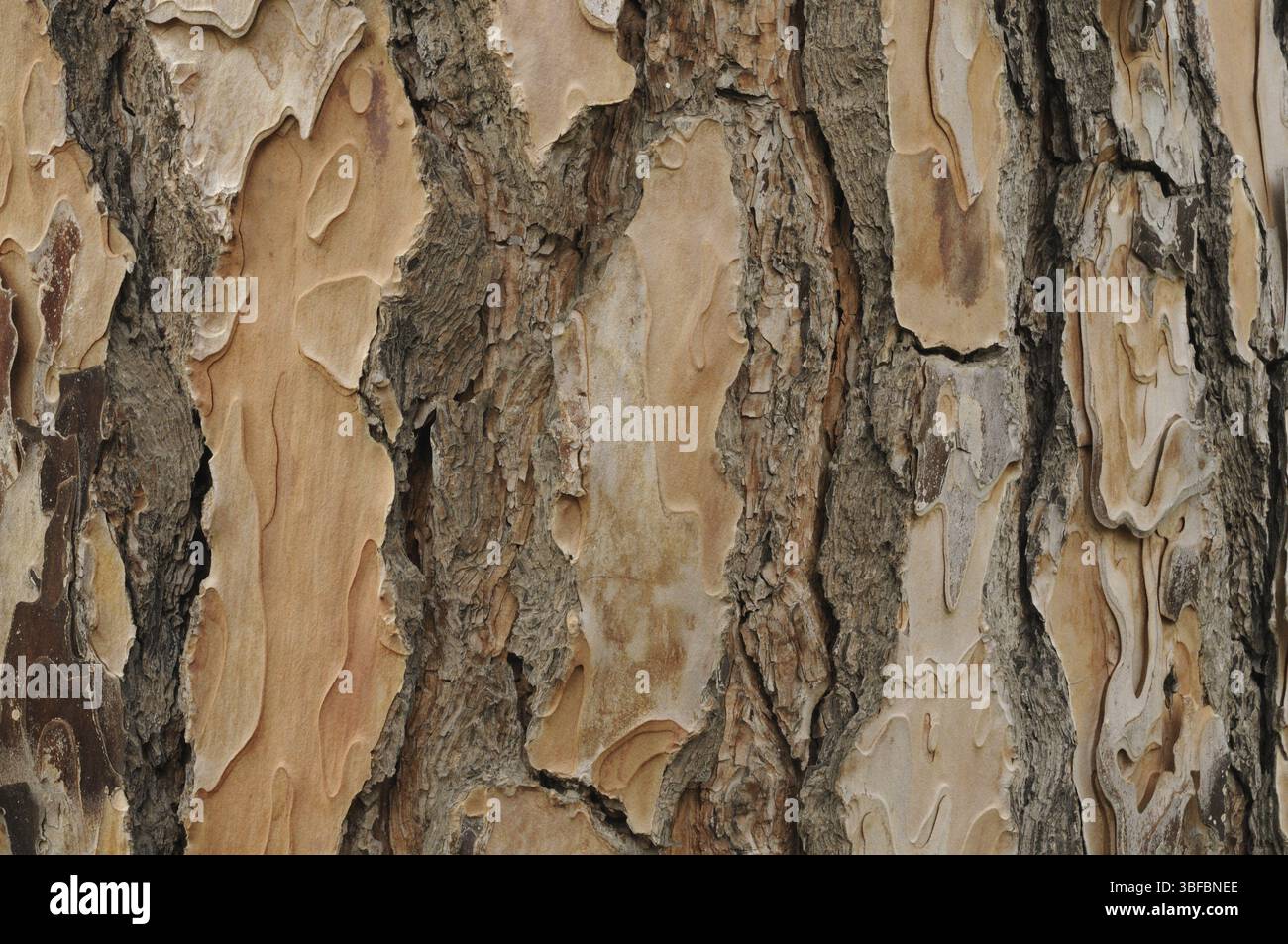 Umbrella pine bark (Pinus pinea Stock Photo - Alamy
