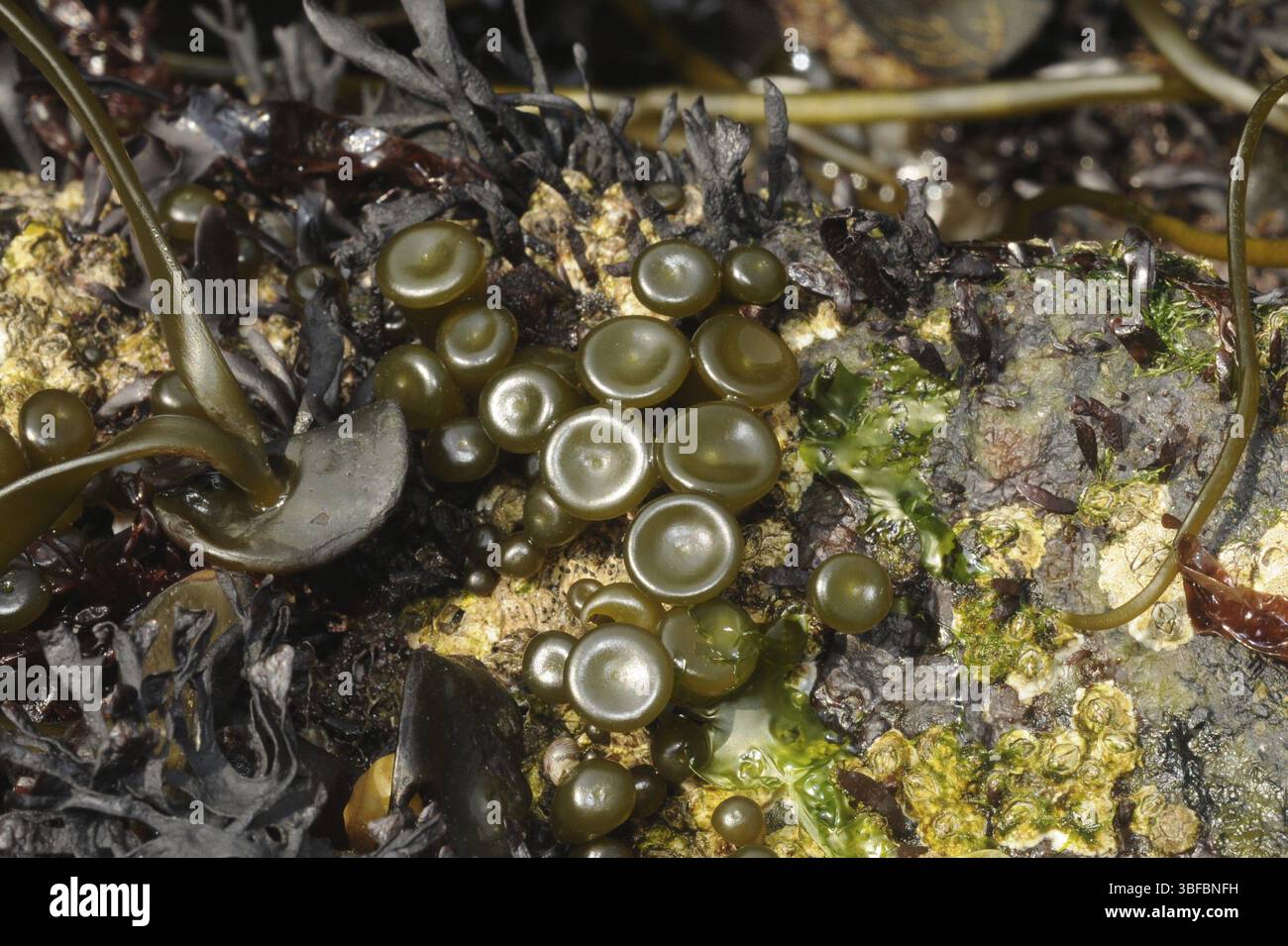 Phaeophyta hi-res stock photography and images - Alamy