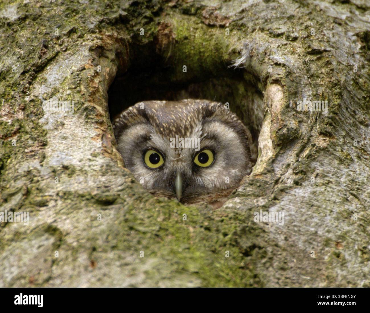 Great Horned Owl (Aegolius funereus Stock Photo - Alamy