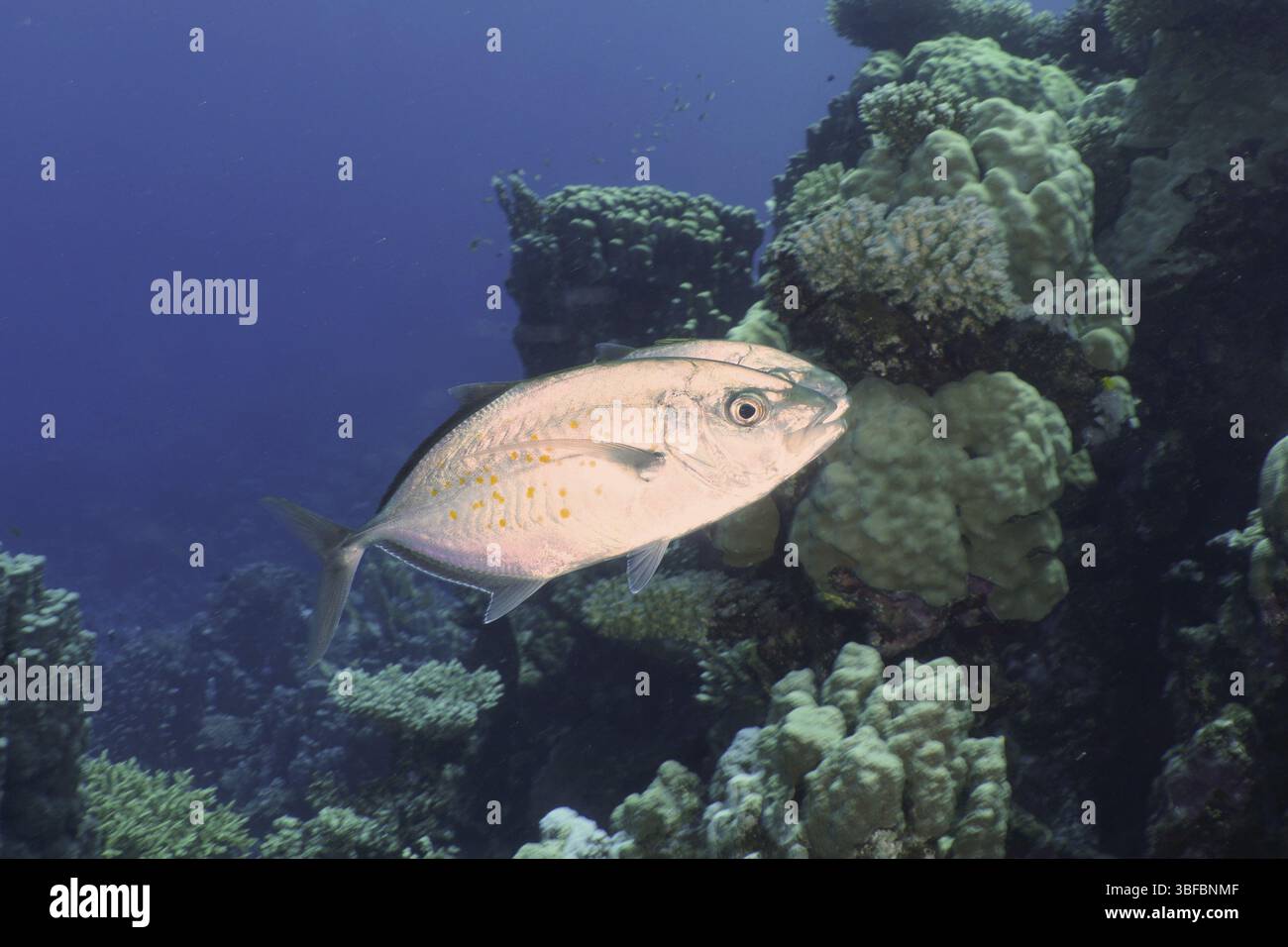 Lemon trevally (Carangoides bajad Stock Photo - Alamy