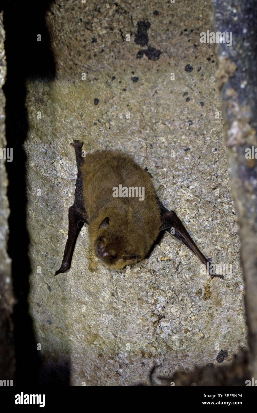 Mosquito bat (Pipistrellus pygmaeus Stock Photo - Alamy