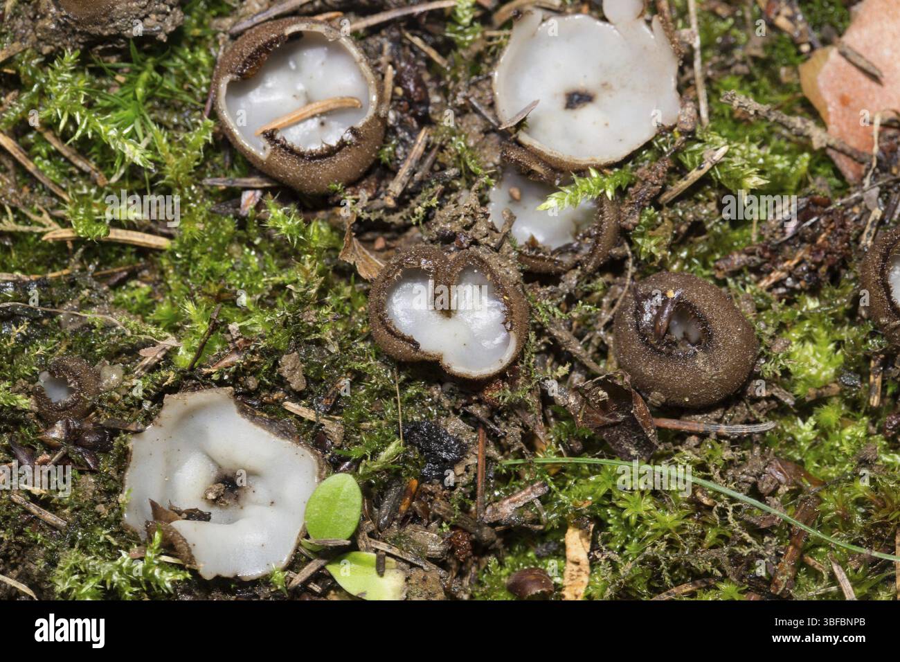 Half-spherical bristle cup fungus (Humaria hemisphaerica Stock Photo ...