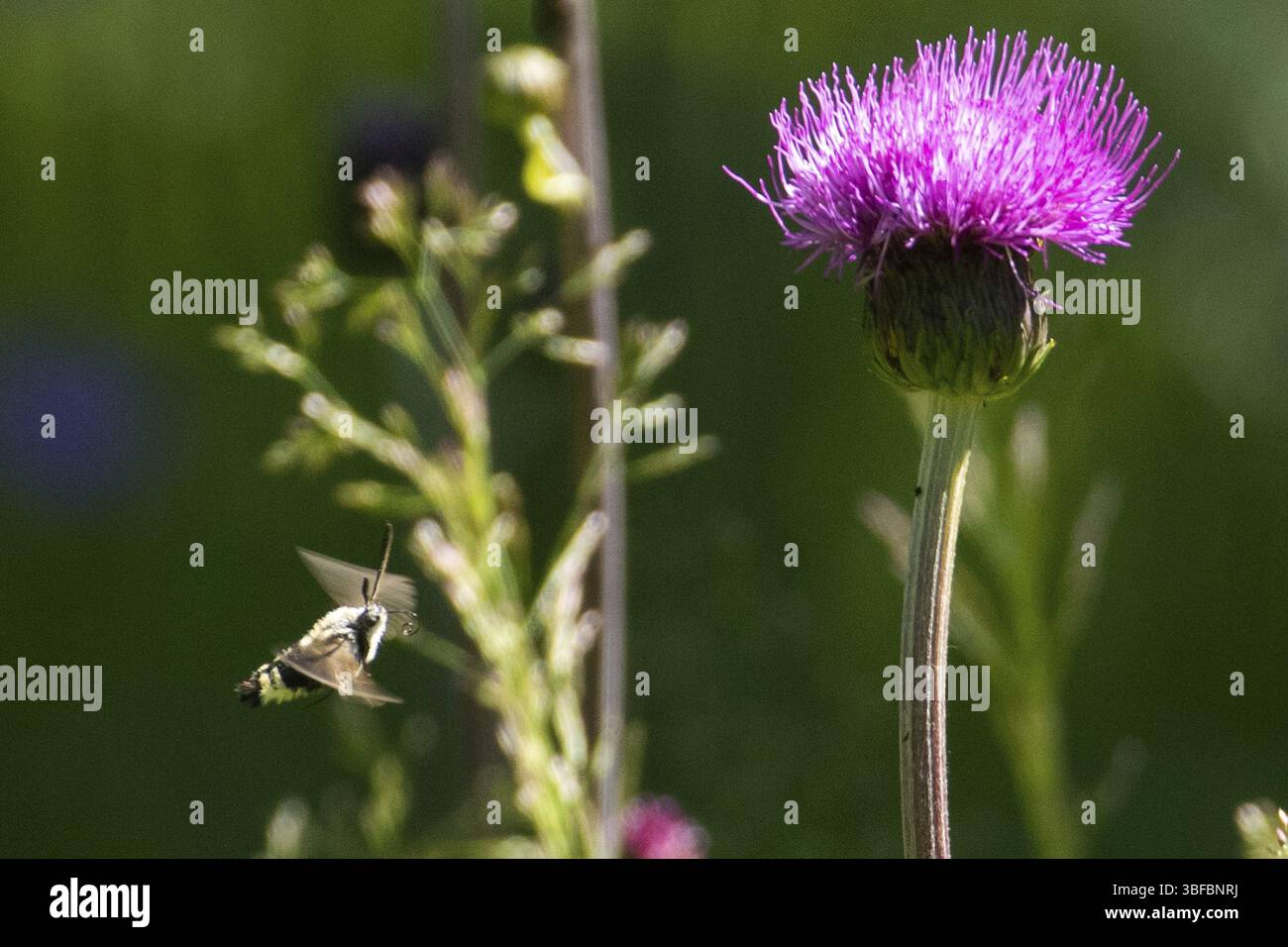 Narrow wing moth hi-res stock photography and images - Alamy