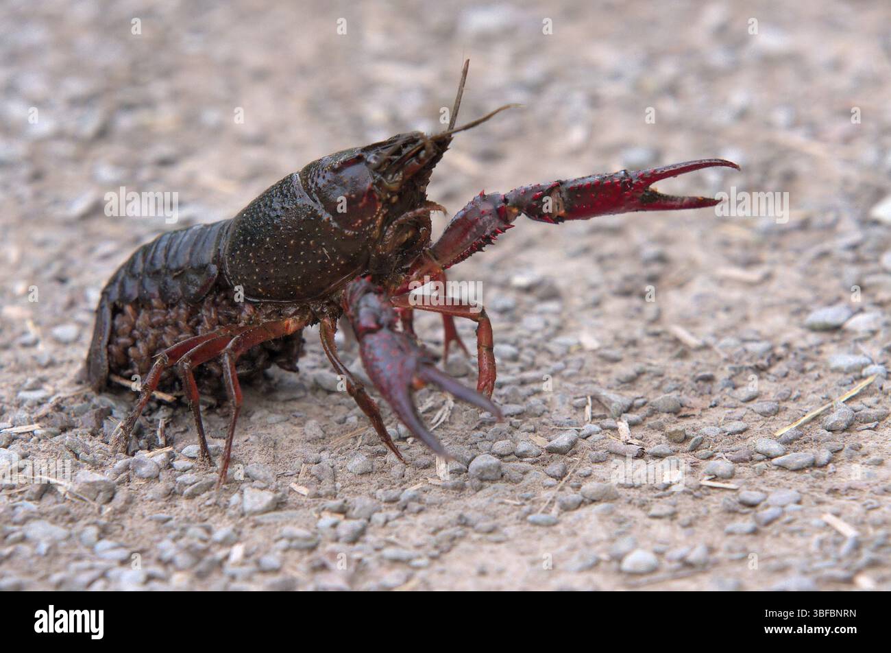 American red swamp crayfish (Procambarus clarkii Stock Photo - Alamy