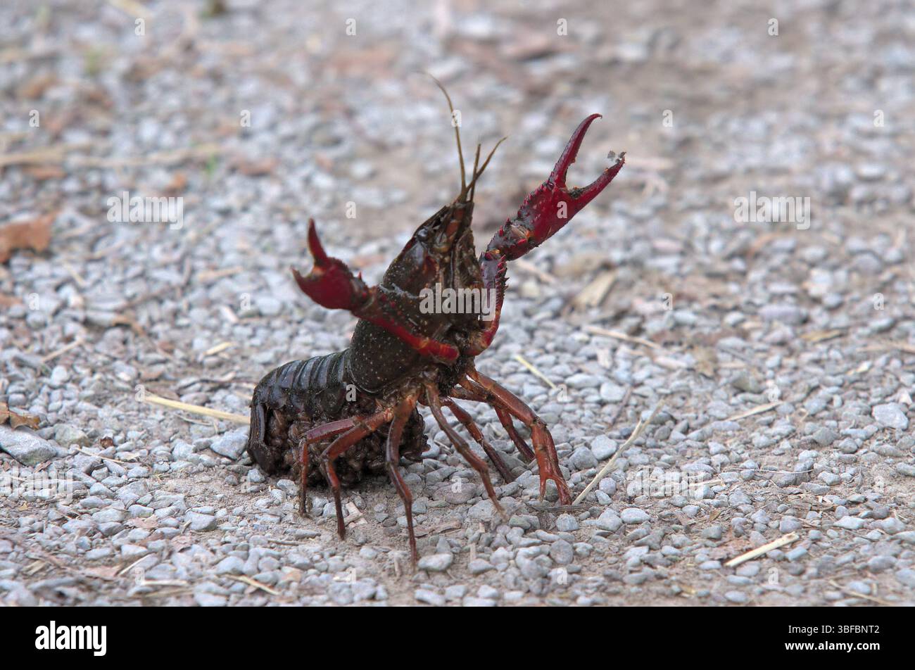 American red swamp crayfish (Procambarus clarkii Stock Photo - Alamy