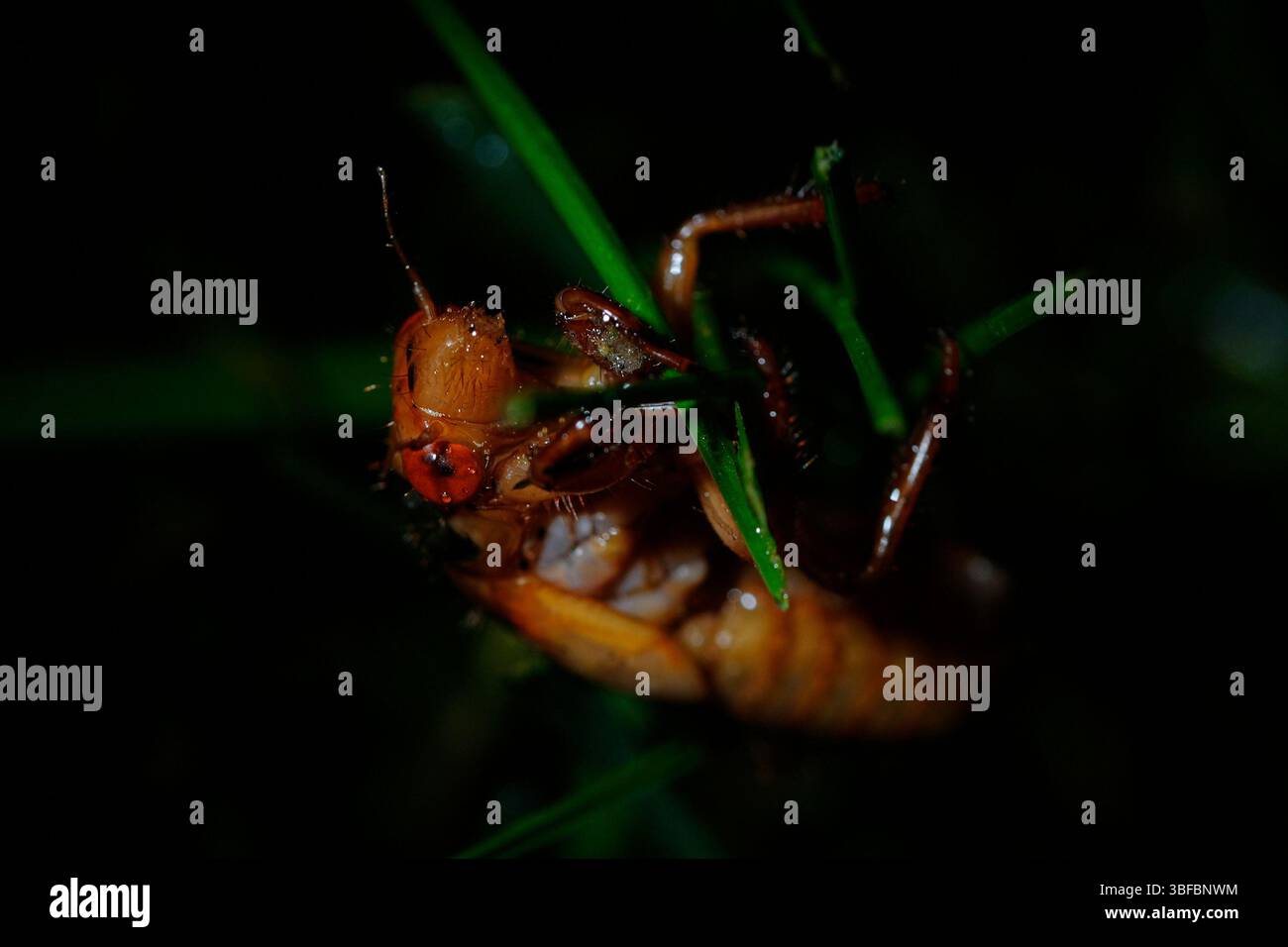 A periodical cicada nymph climbs in the grass, Tuesday, May 13, 2025 ...