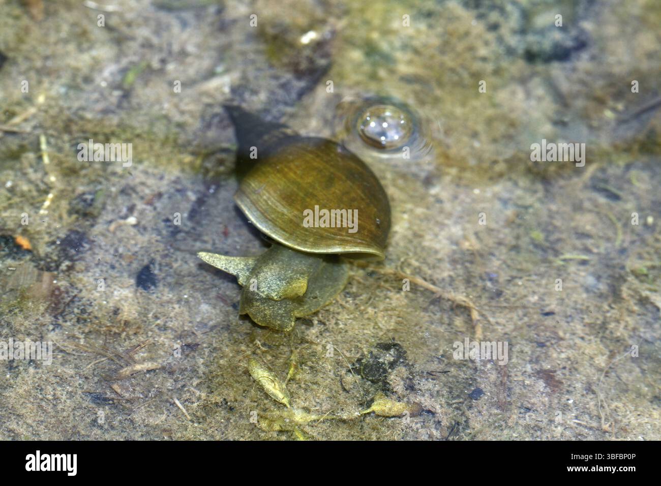 Pointed mud snail (Lymnaea, stagnalis Stock Photo - Alamy