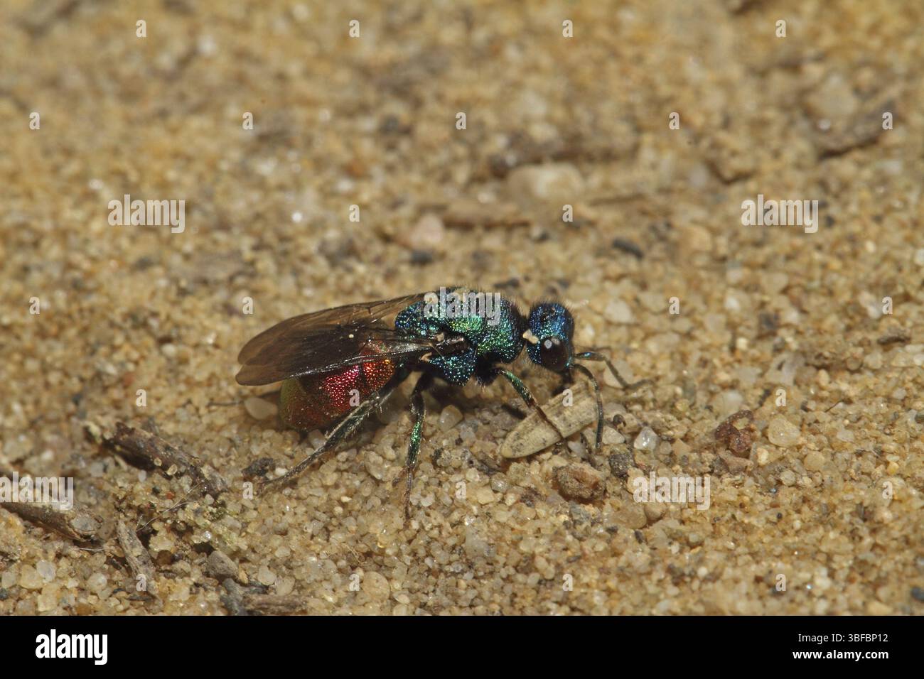 Ruby-tailed wasp (Chrysis ignita Stock Photo - Alamy