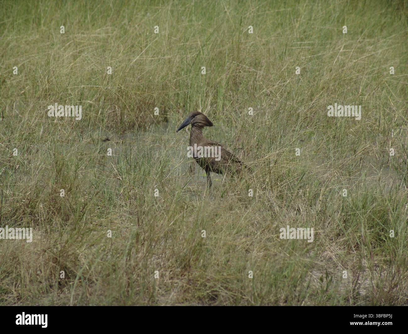 Hammerhead bird scopus umbretta hi-res stock photography and images - Alamy