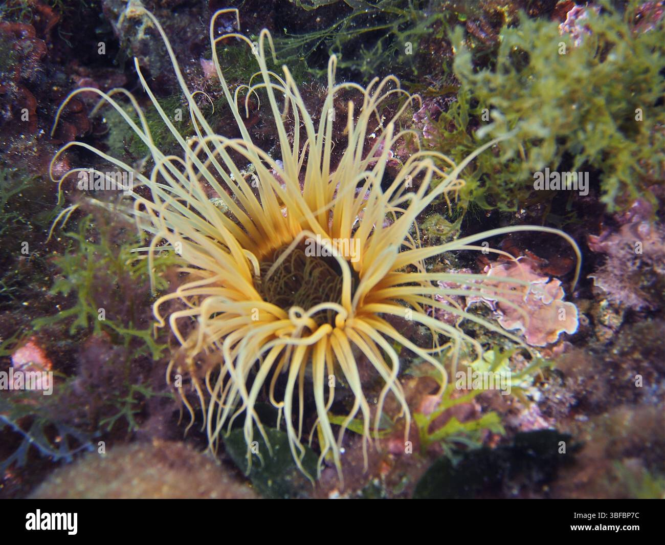 Cylinder rose (Cerianthus membranaceus Stock Photo - Alamy