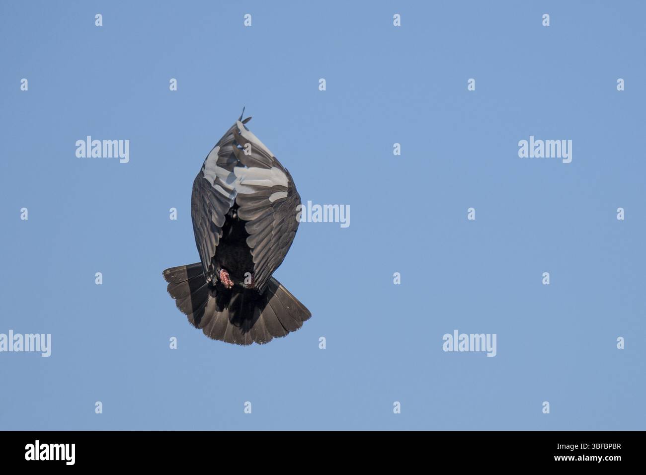 Carrier pigeon in flight Stock Photo - Alamy