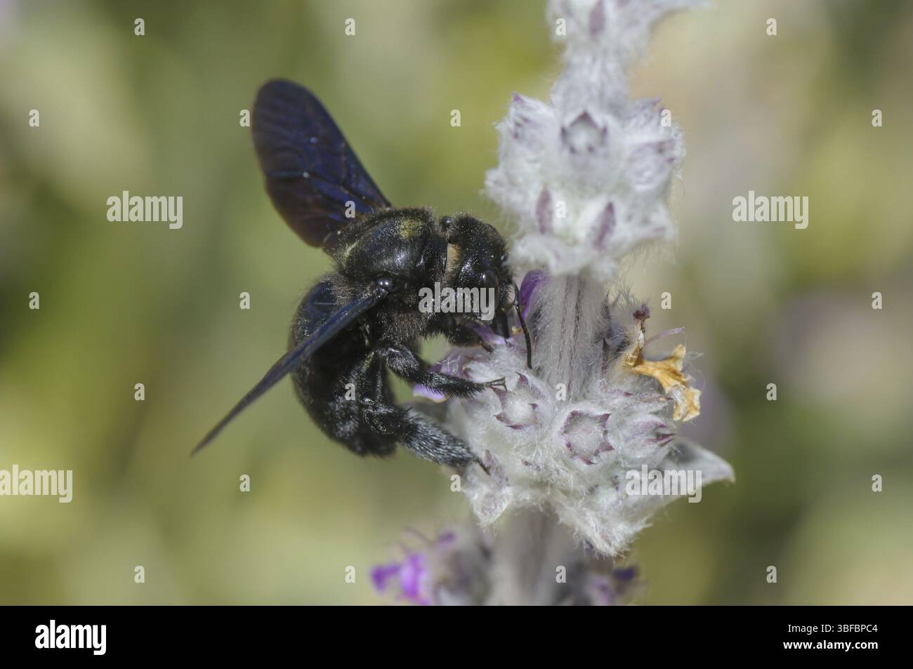 Violet carpenter bee (Xylocopa violacea Stock Photo - Alamy