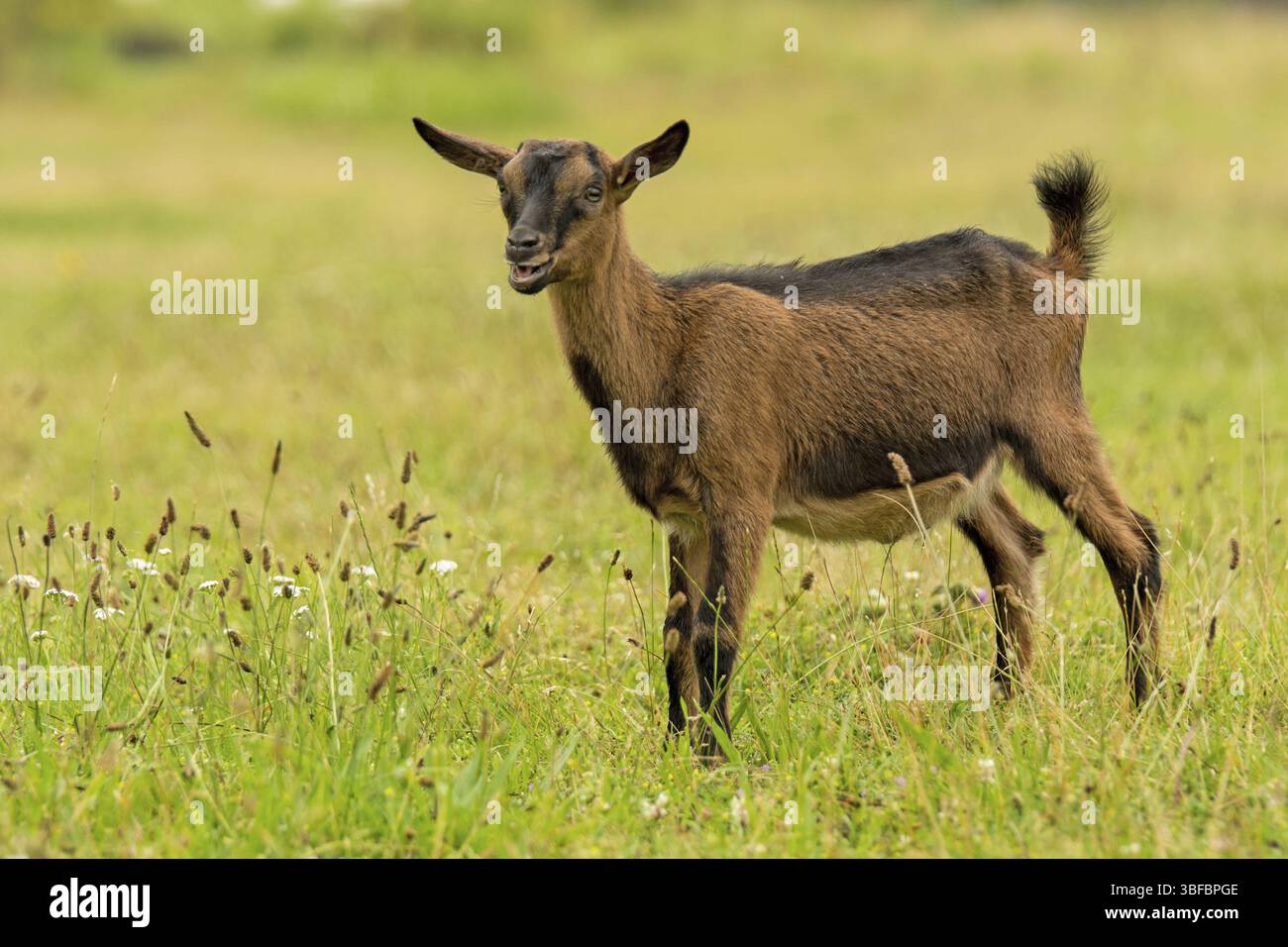 Harz goat fawn Stock Photo - Alamy