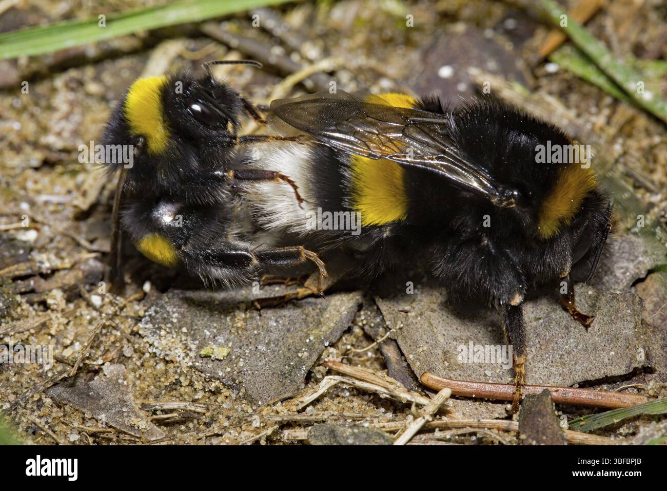 Large earth bumblebee (Bombus terrestris Stock Photo - Alamy