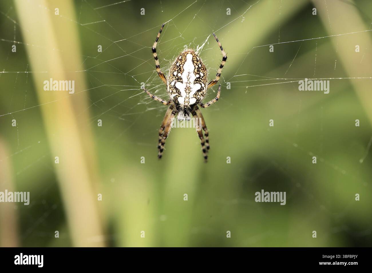 Oak leaf wheel hi-res stock photography and images - Alamy