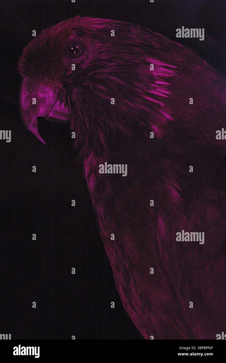 Edwards' dwarf parrot in UV light (Psittaculirostris edwardsii Stock ...