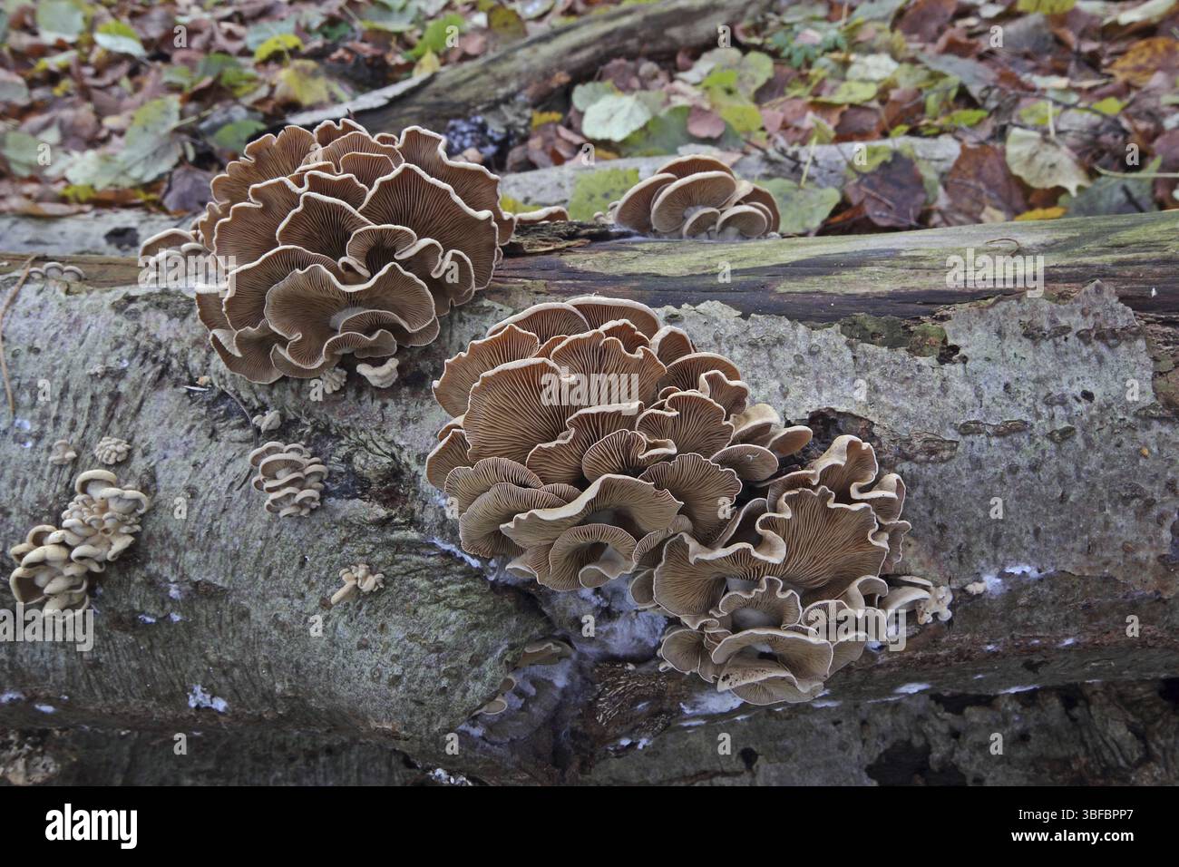 Herber dwarf gnome (Panellus stipticus Stock Photo - Alamy