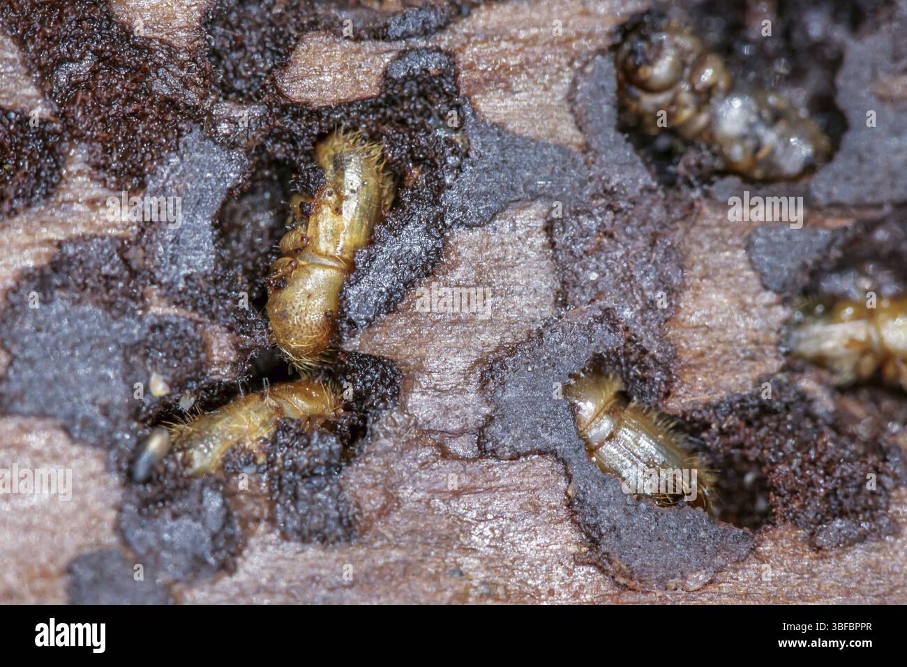 Letterpress printer (Ips typographus Stock Photo - Alamy