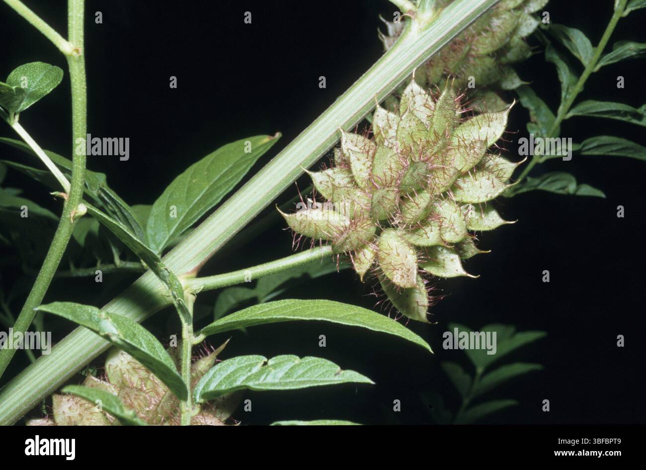 Liquorice, Spanish liquorice (Glycyrrhiza glabra Stock Photo - Alamy