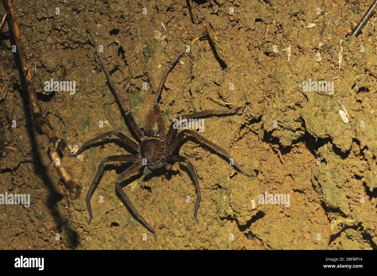 Giant crab spider species (Heteropoda sp Stock Photo - Alamy