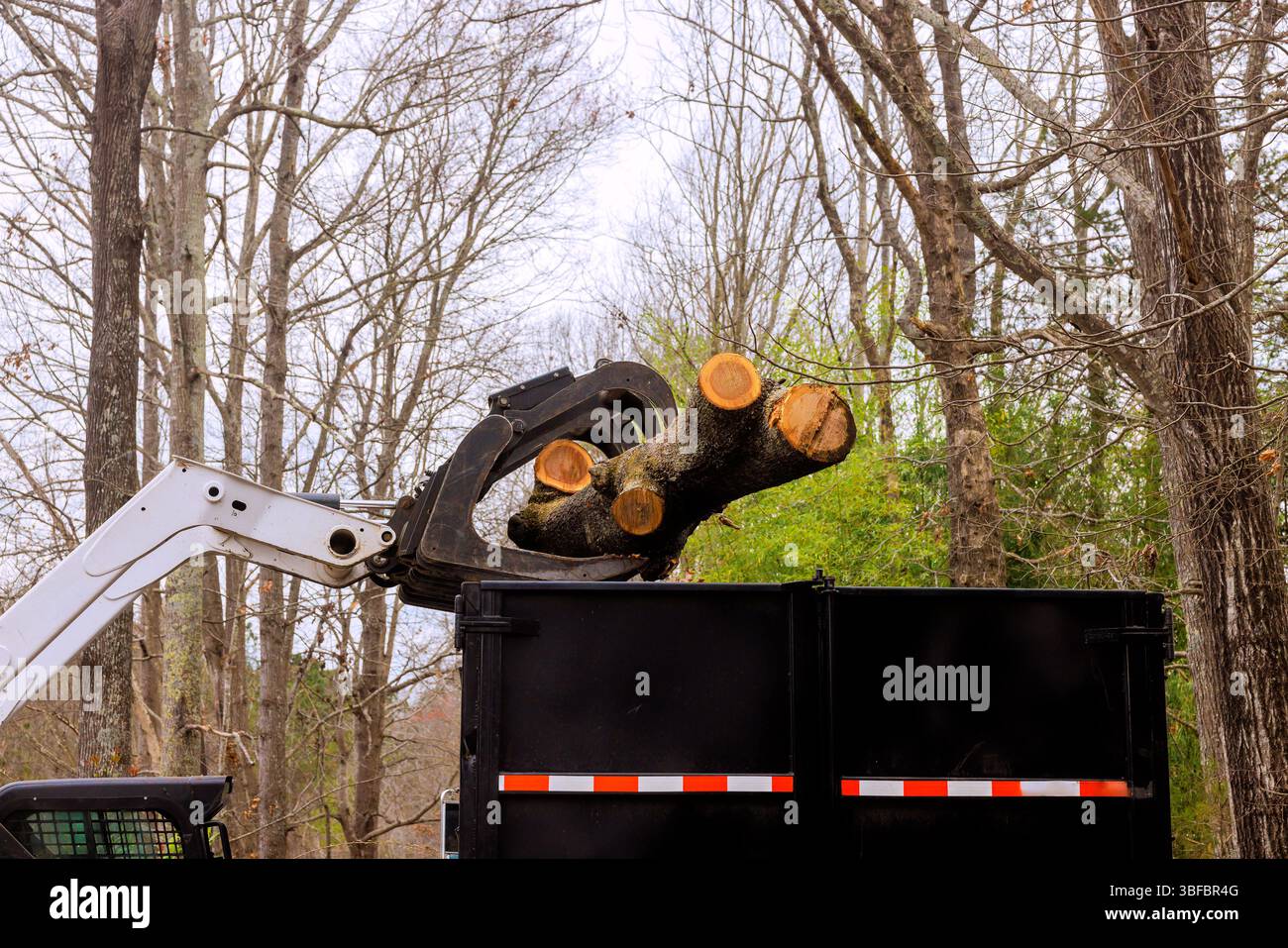 Loader lifts large tree trunks from wooded area, placing them into ...