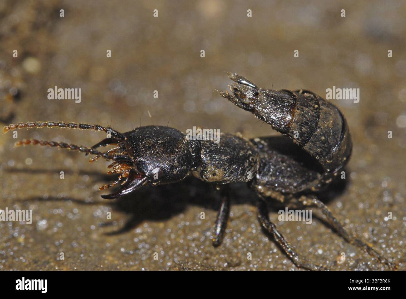 Short-winged beetle in defence posture (Staphilinus sp Stock Photo - Alamy