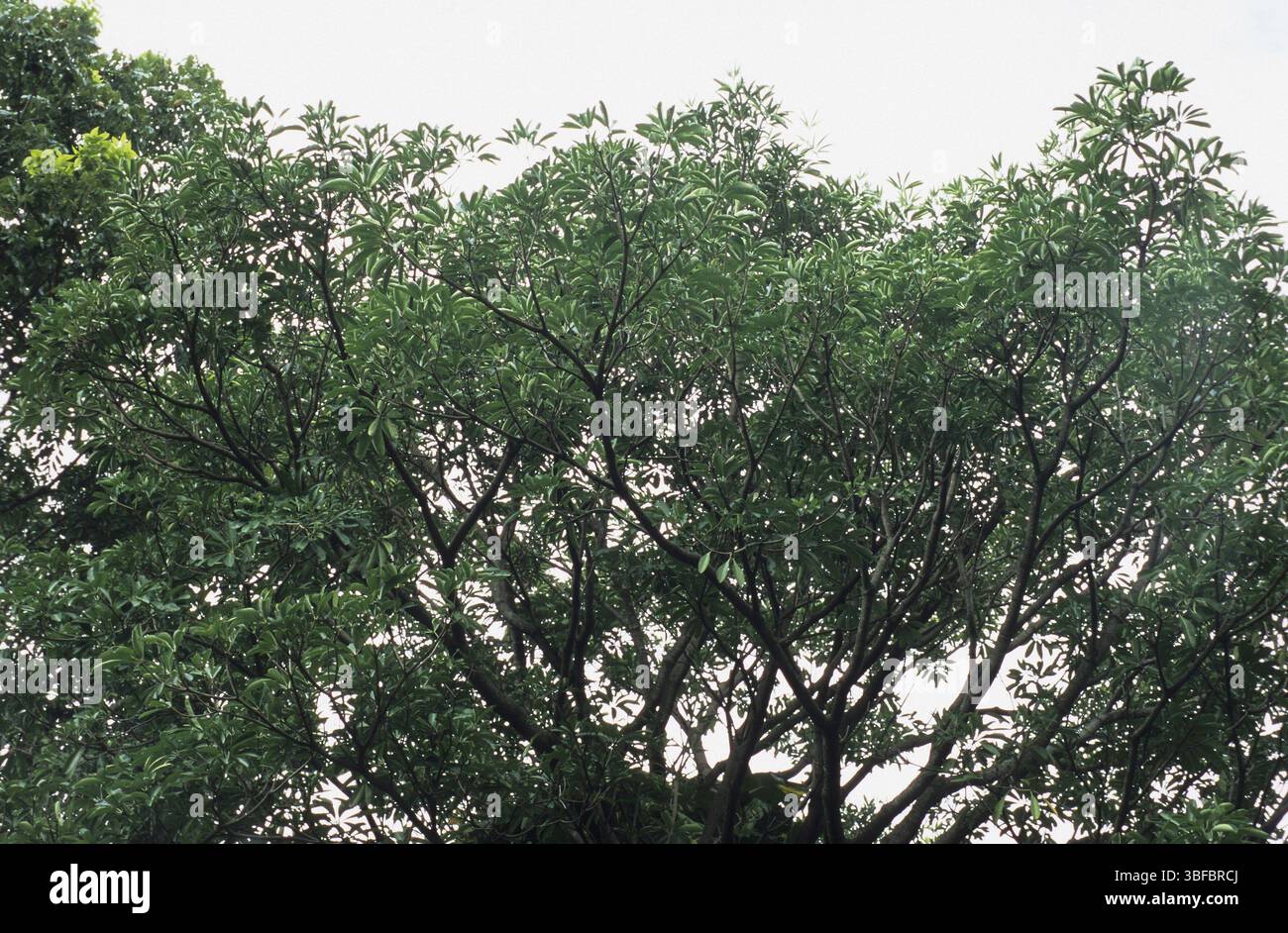 Devil's tree, Alstonia (Alstonia scholaris Stock Photo - Alamy