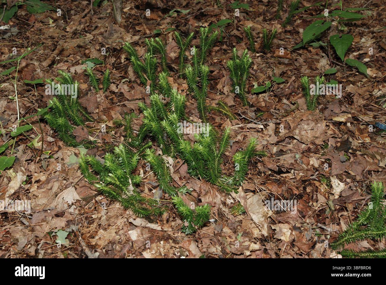 Lycopod hi-res stock photography and images - Alamy