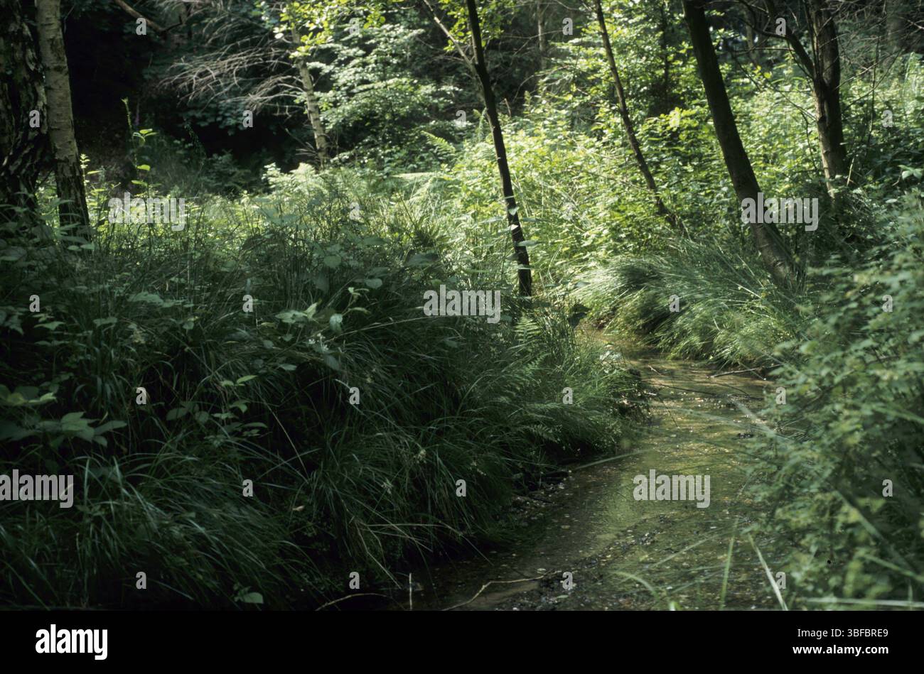 Fire salamander habitat Stock Photo - Alamy