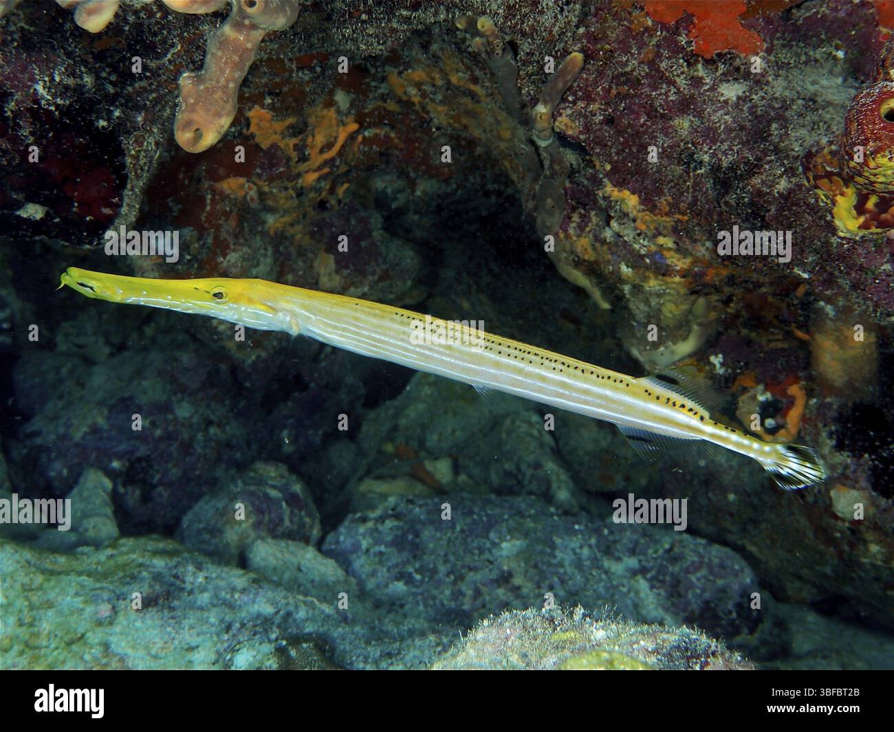 West Atlantic trumpetfish (Aulostomus maculatus Stock Photo - Alamy