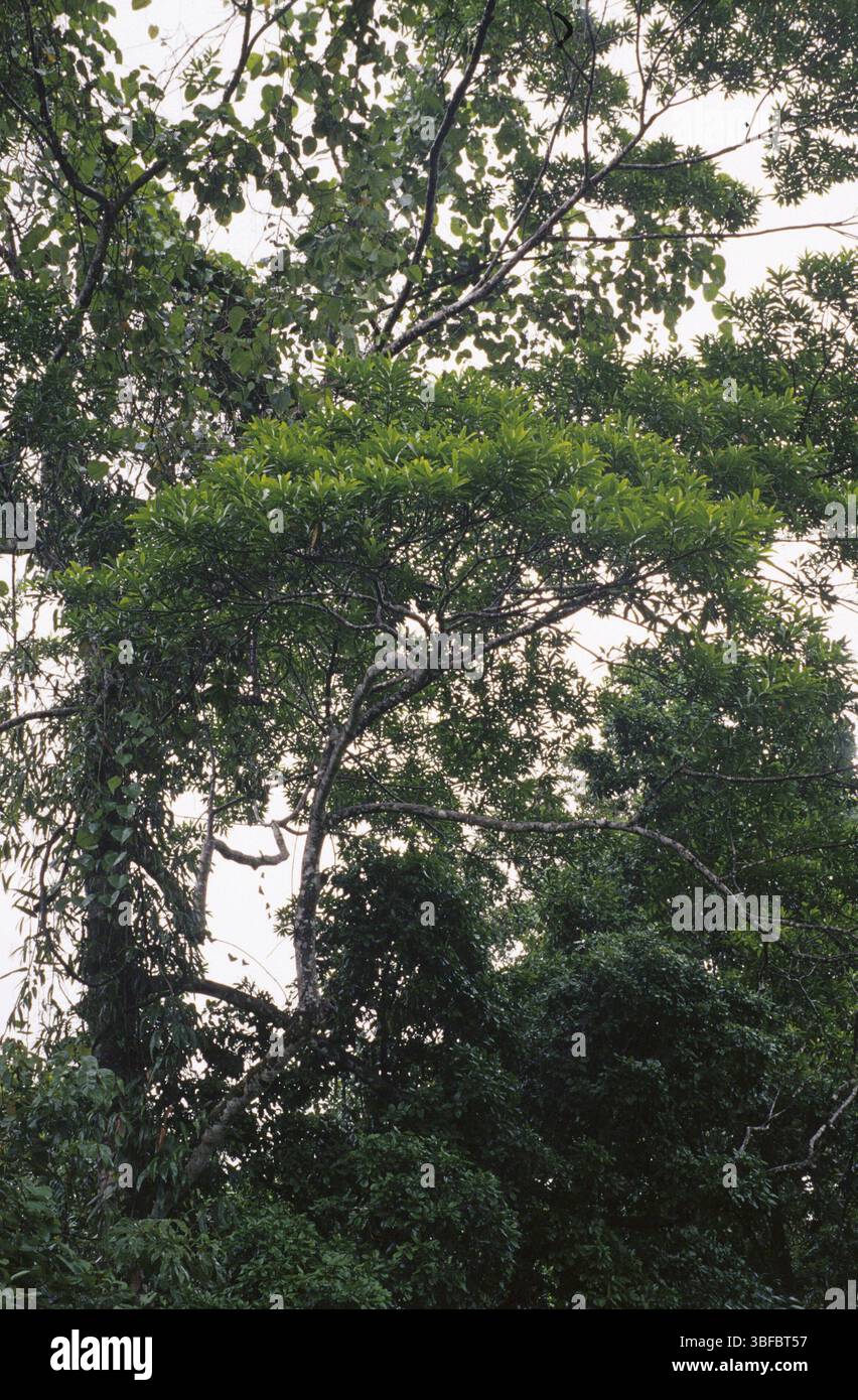 Blue marble tree hi-res stock photography and images - Alamy