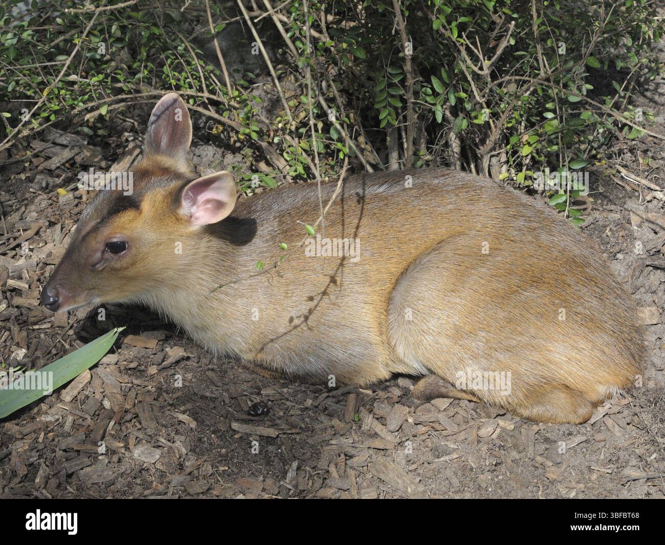 Chinese muntjac china hi-res stock photography and images - Alamy