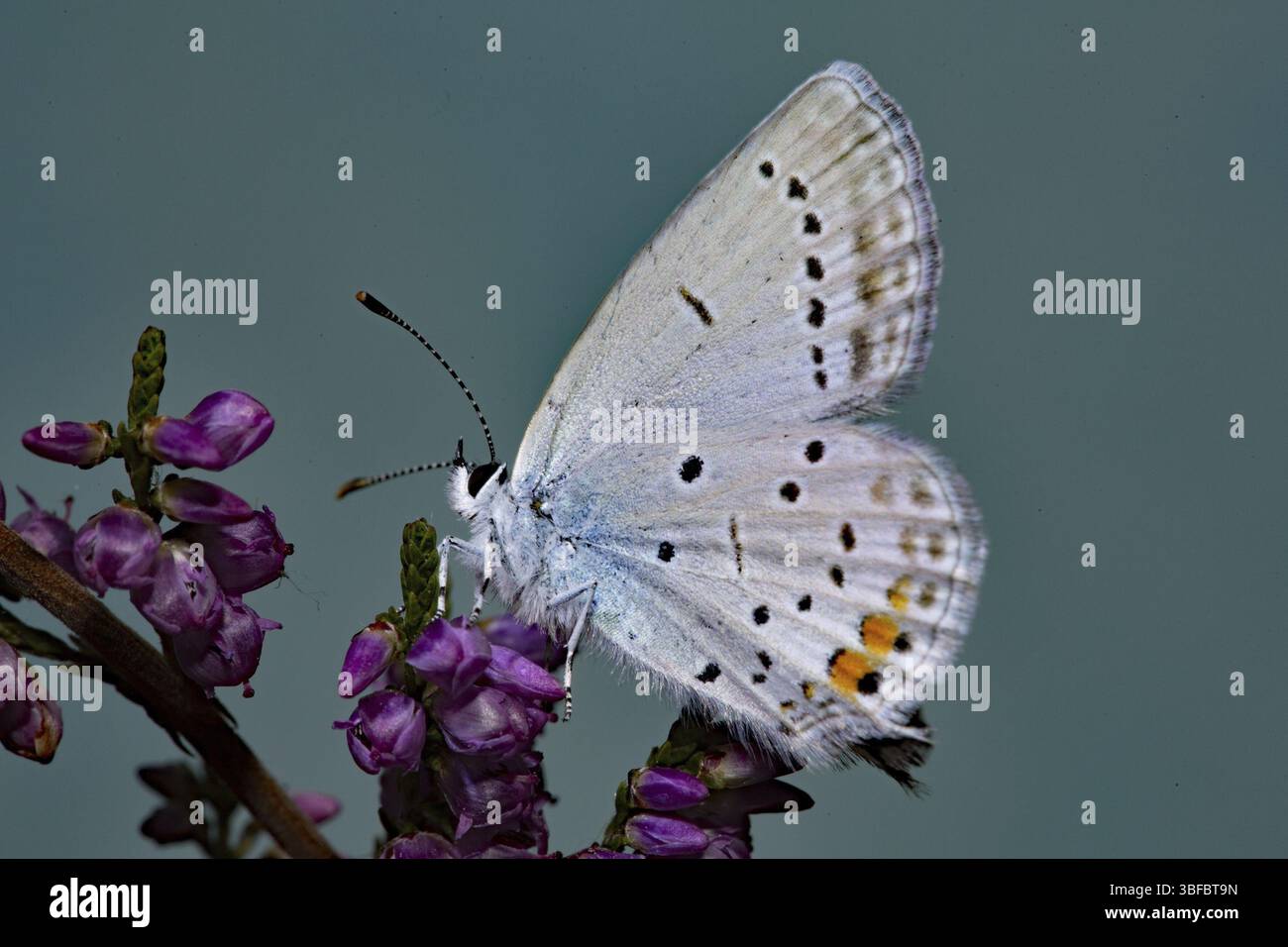 Short tailed blue cupid hi-res stock photography and images - Alamy