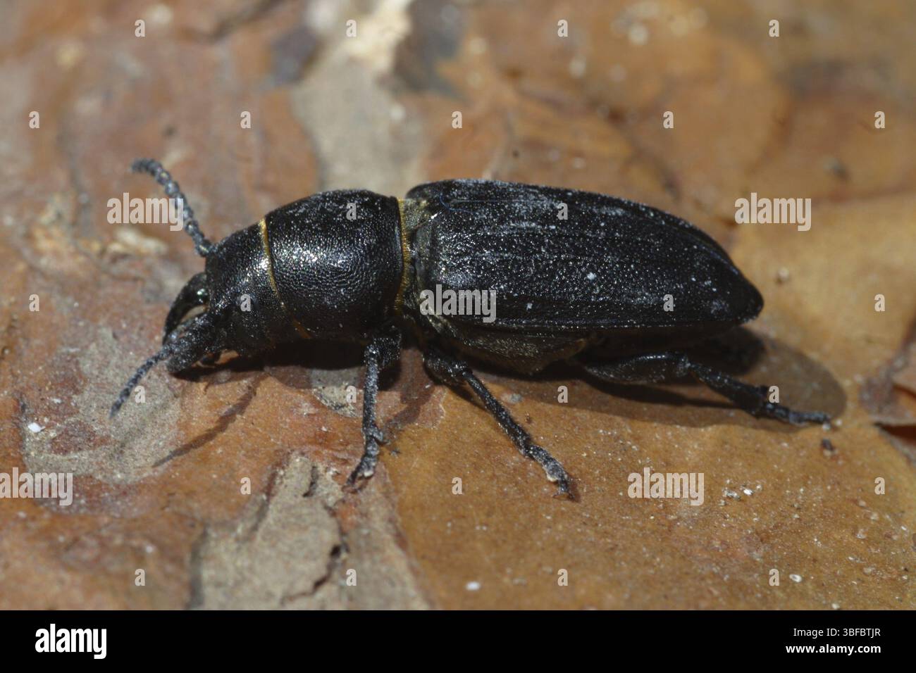 Forest ram (Spondylis buprestoides Stock Photo - Alamy