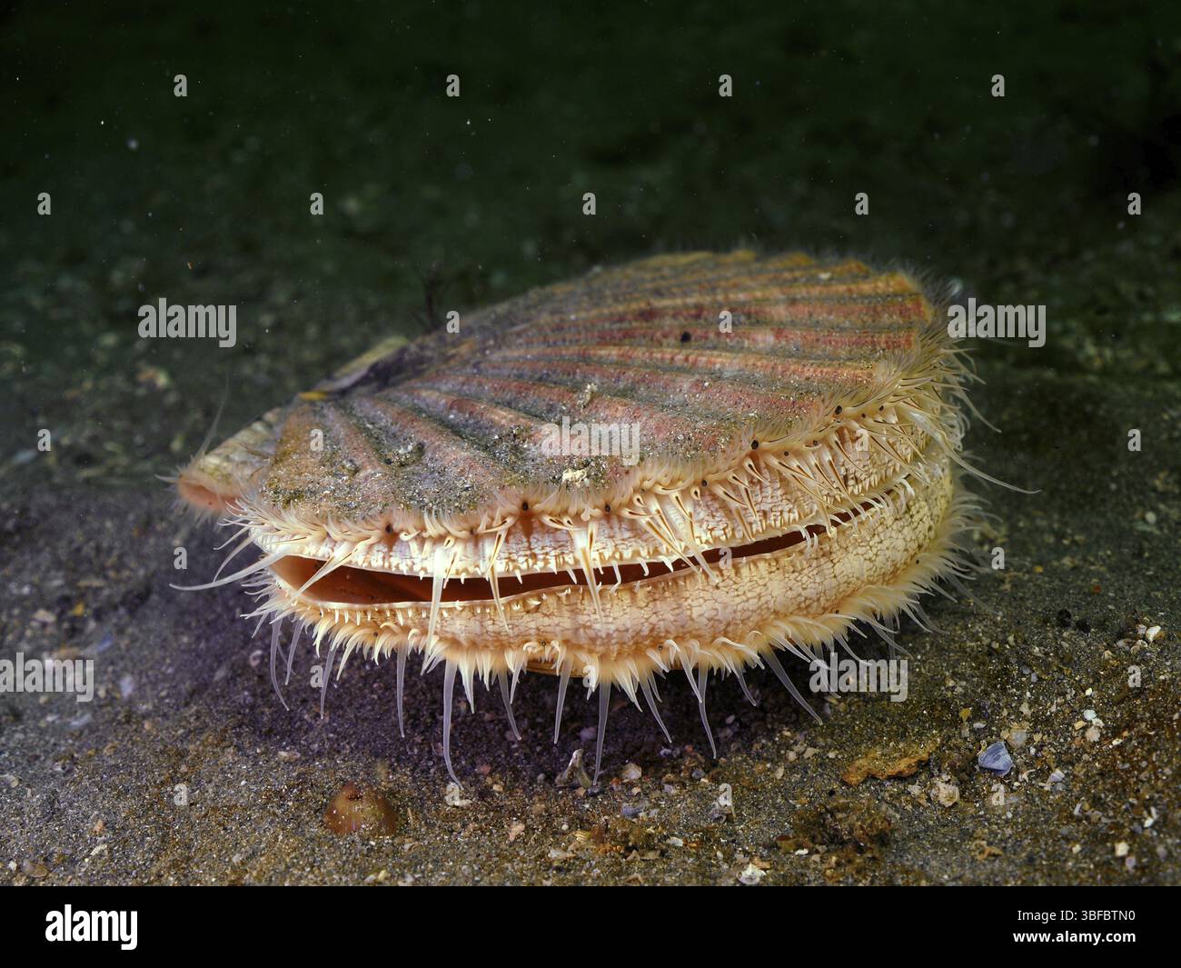 Scallop (Pecten maximus Stock Photo - Alamy