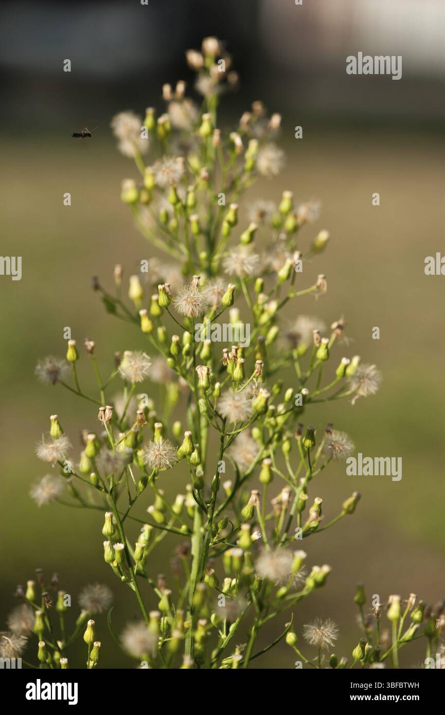Professional herbs (Conyza canadensis Stock Photo - Alamy