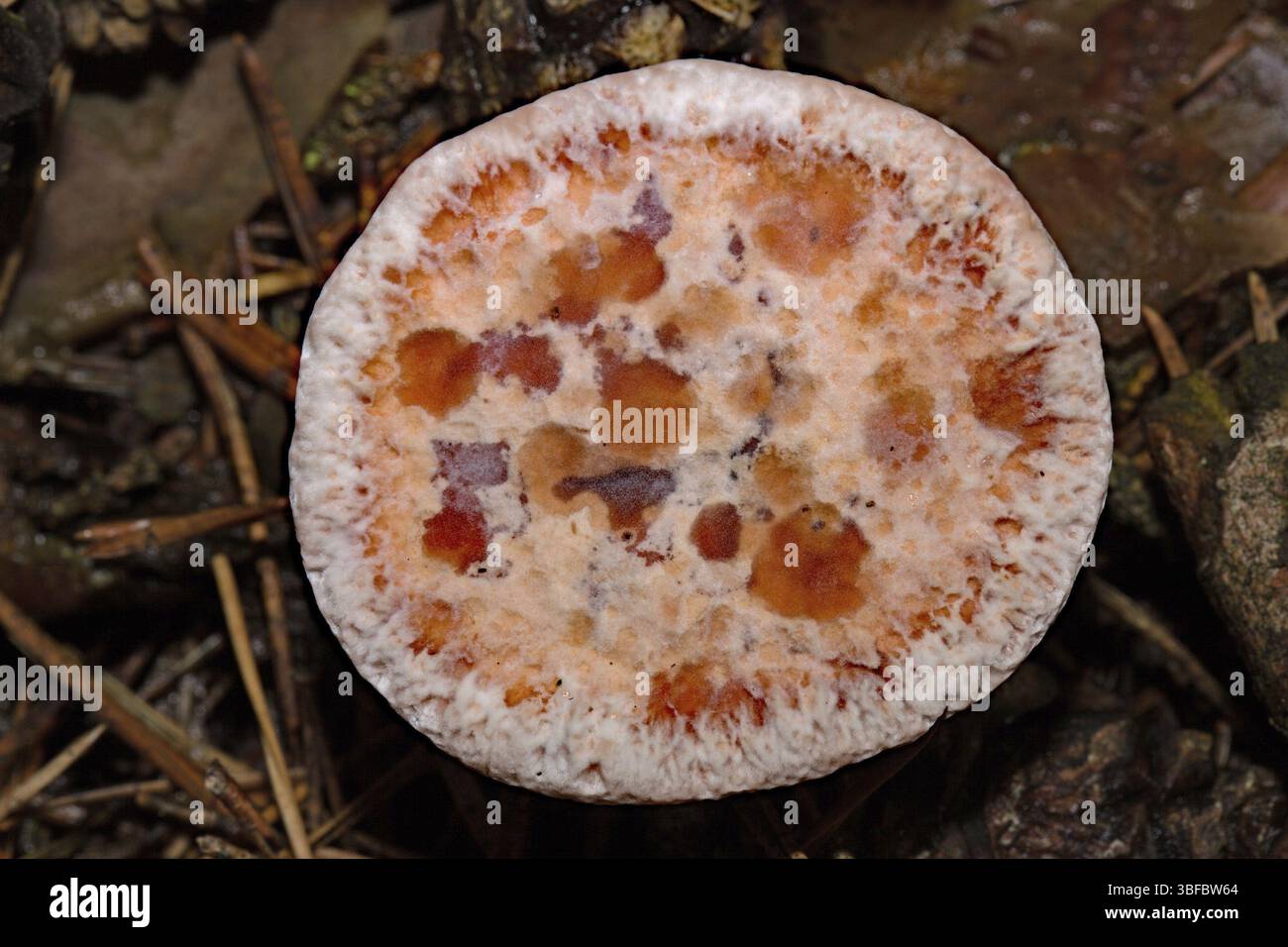 Bleeding cork stinging (Hydnellum peckii Stock Photo - Alamy