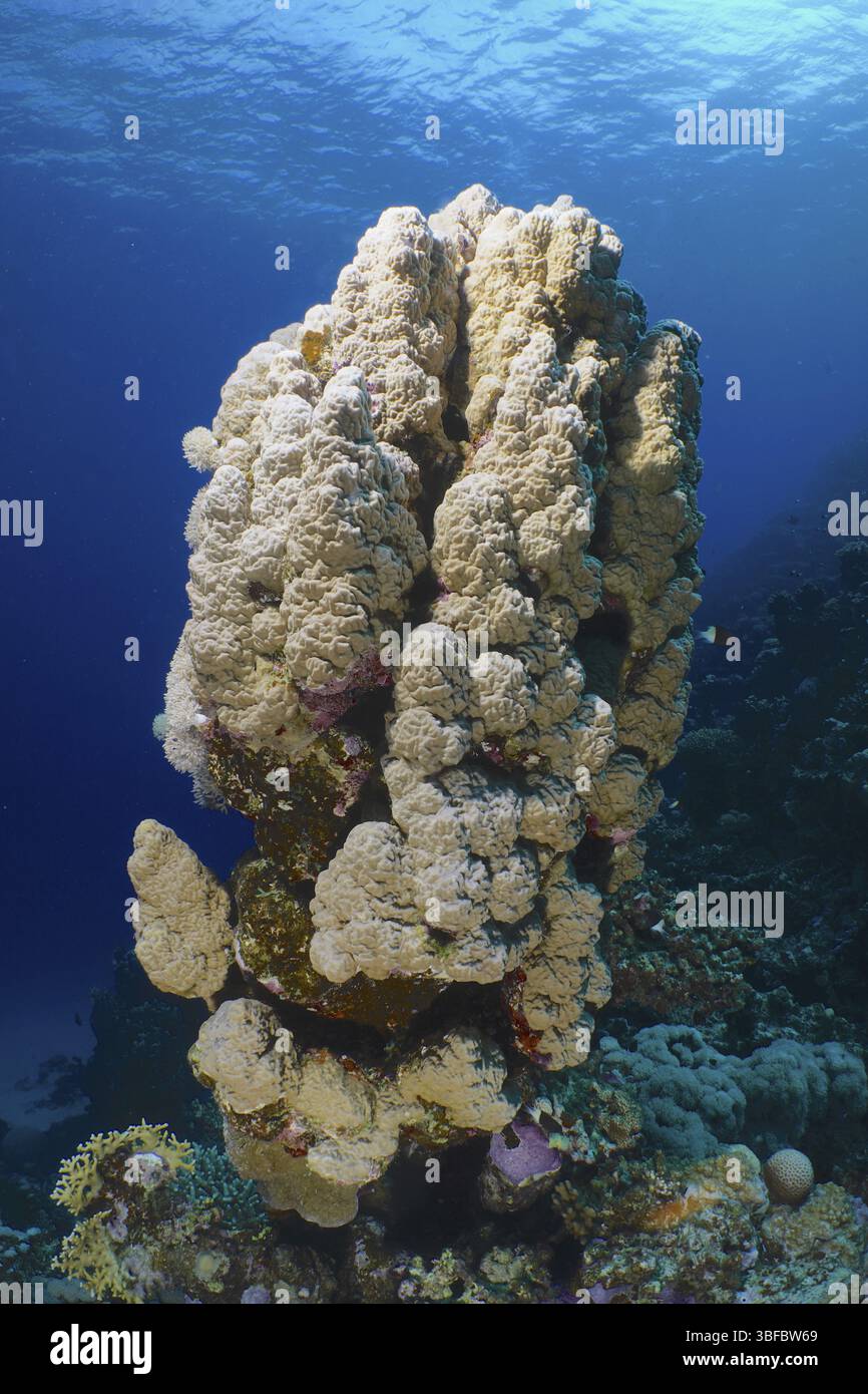 Porites lutea reef red sea egypt hi-res stock photography and images ...