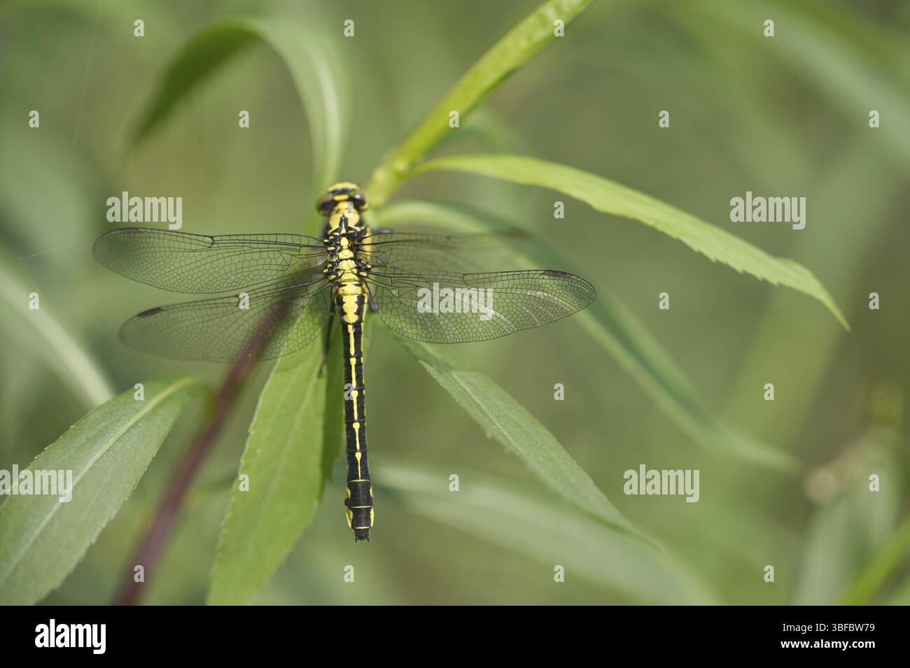 Clubtail dragonfly hi-res stock photography and images - Alamy