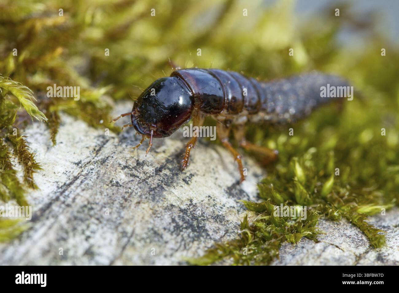 Ground beetle - larva (Carabidae Stock Photo - Alamy