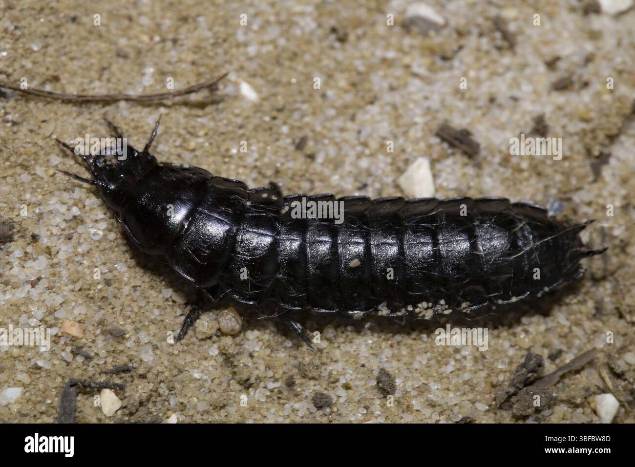 Leather ground beetle (Carabus coriaceus Stock Photo - Alamy