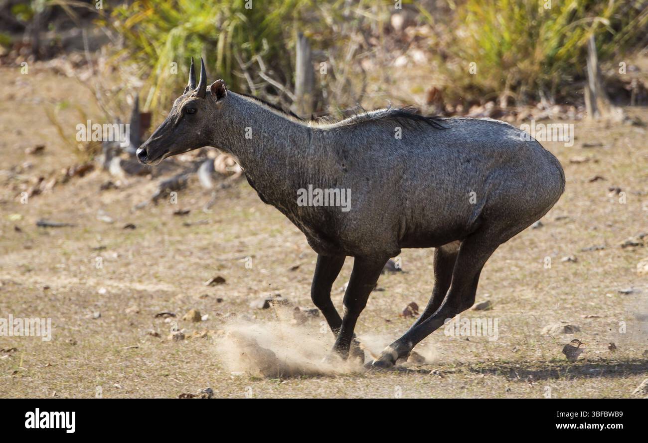 Asian antelope nilgai hi-res stock photography and images - Alamy