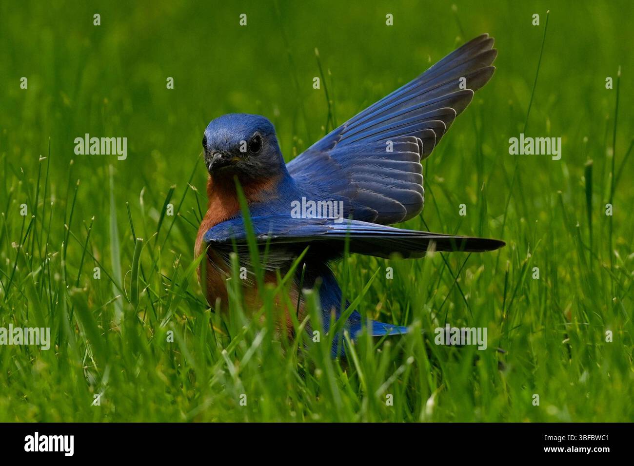 A male bluebird flaps its wings in the grass, Wednesday, May 21, 2025 ...
