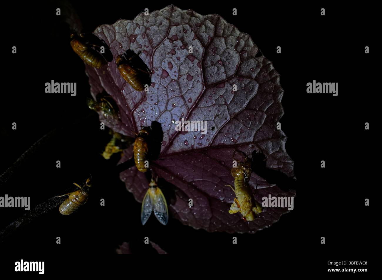 Periodical cicada nymphs and molting adults cling to the underside of a ...
