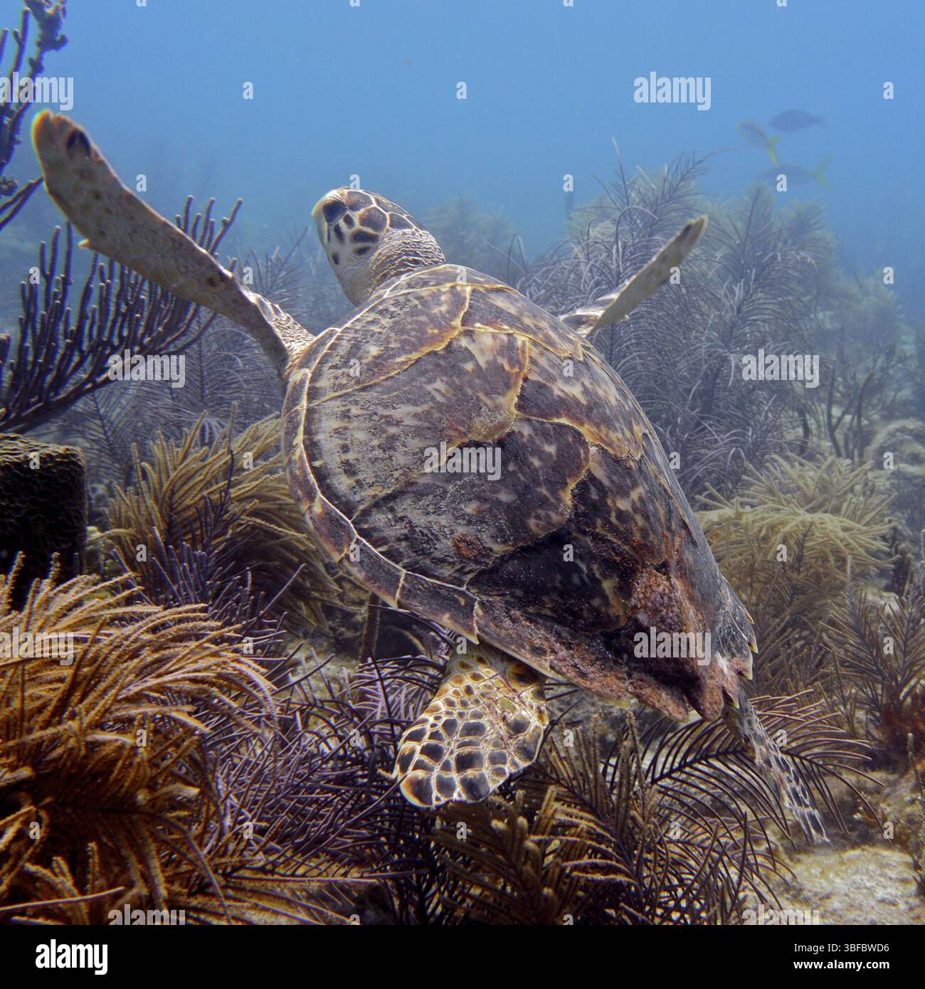 Atlantic Hawksbill sea turtle (Eretmochelys imbricata imbricata Stock ...