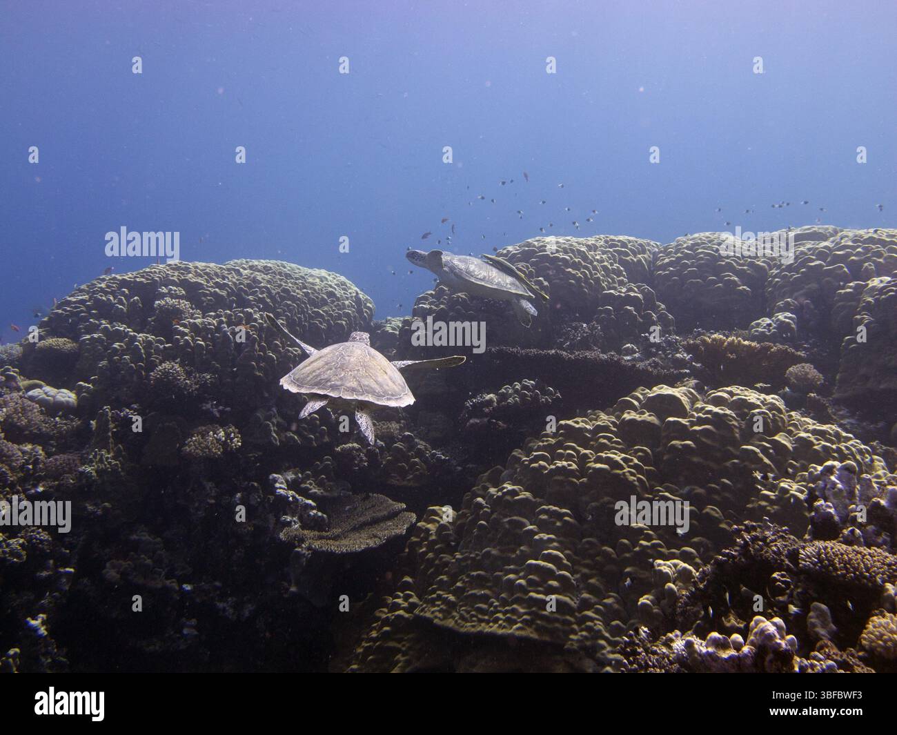 Turtles in the reef Stock Photo - Alamy