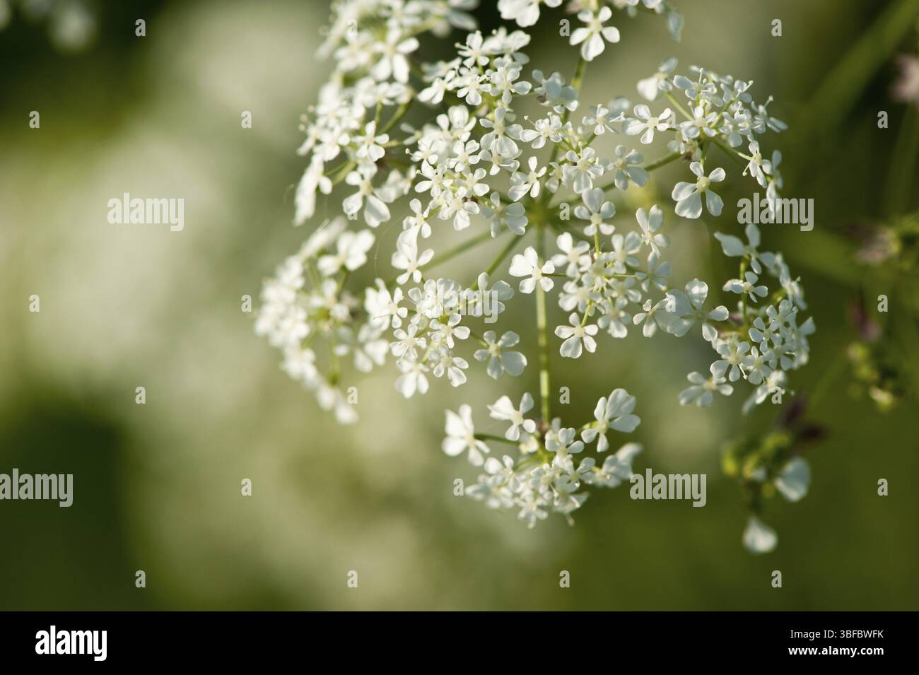 Meadow chervil anthriscus sylvestris hi-res stock photography and ...