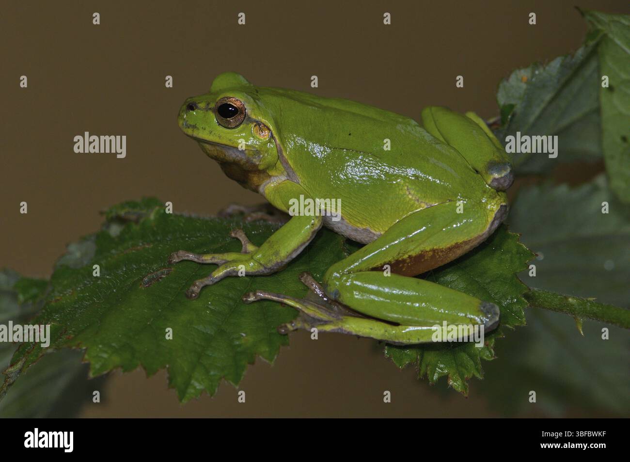 European tree frog (Hyla a. arborea Stock Photo - Alamy