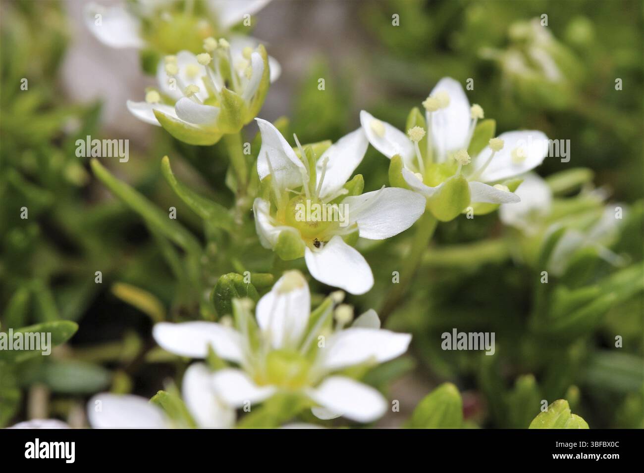 Alpine kidney vetch hi-res stock photography and images - Alamy